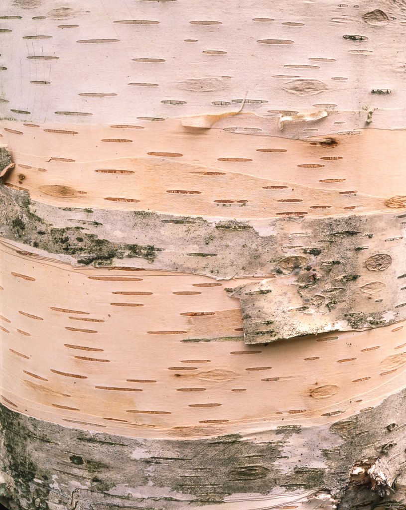 Bark – Light on the Landscape PhotoBlog